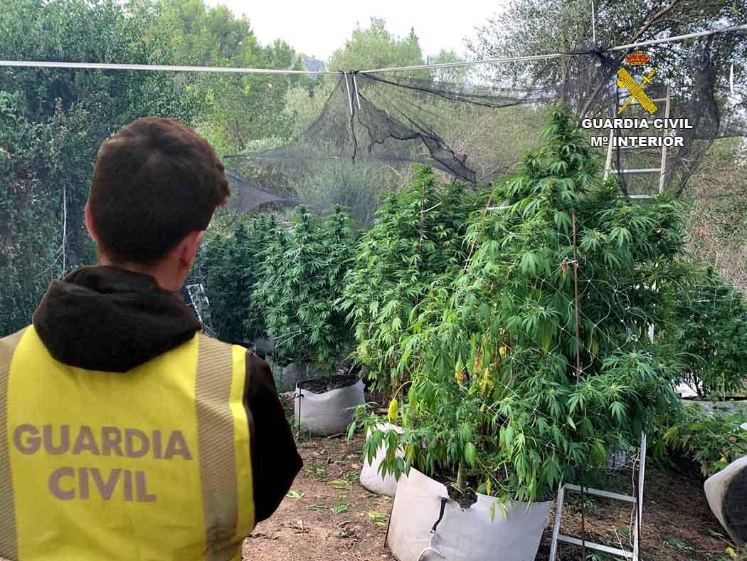 Desmantelan una plantación de marihuana en Esporles, la número 56 en Baleares