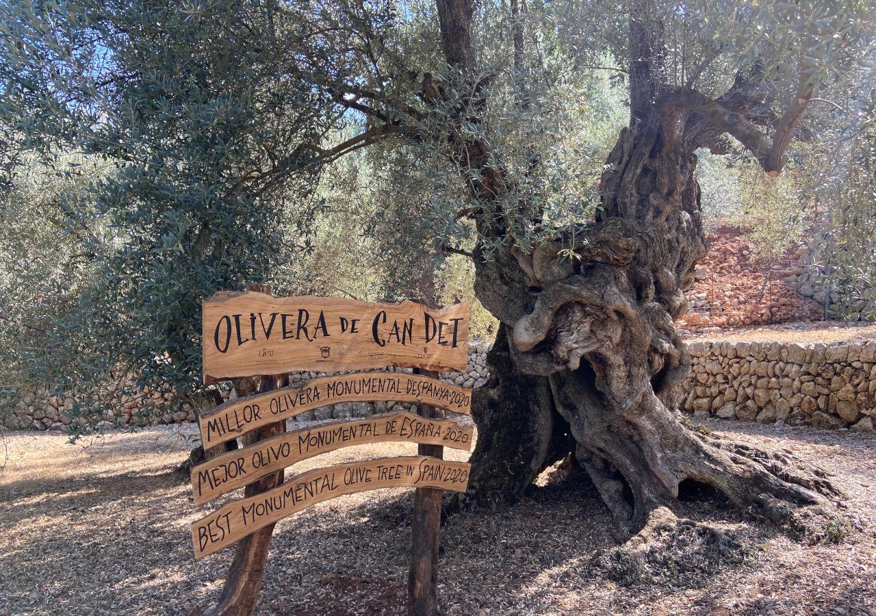 Enamorados de los olivos centenarios de Mallorca