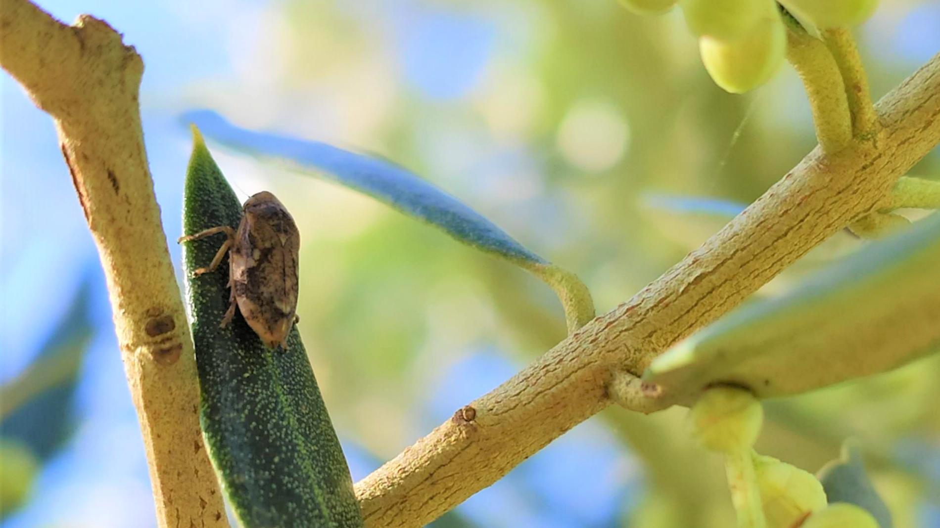 Ciencia en Mallorca: Xylella fastidiosa, estos son los responsables