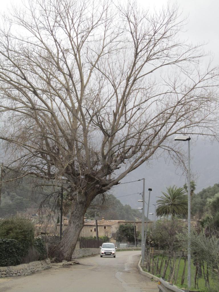 Autorizan la poda de un chopo centenario en la carretera del Port de Sòller