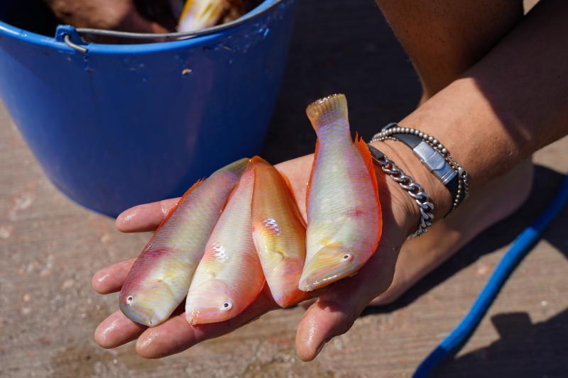 Pesca: El raor y el calamar, principales capturas de los pescadores ...