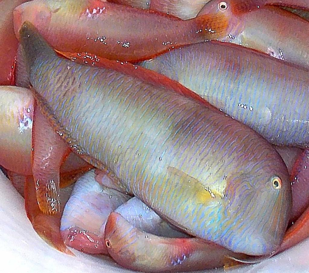 Abierta la veda de la pesca del 'raor'