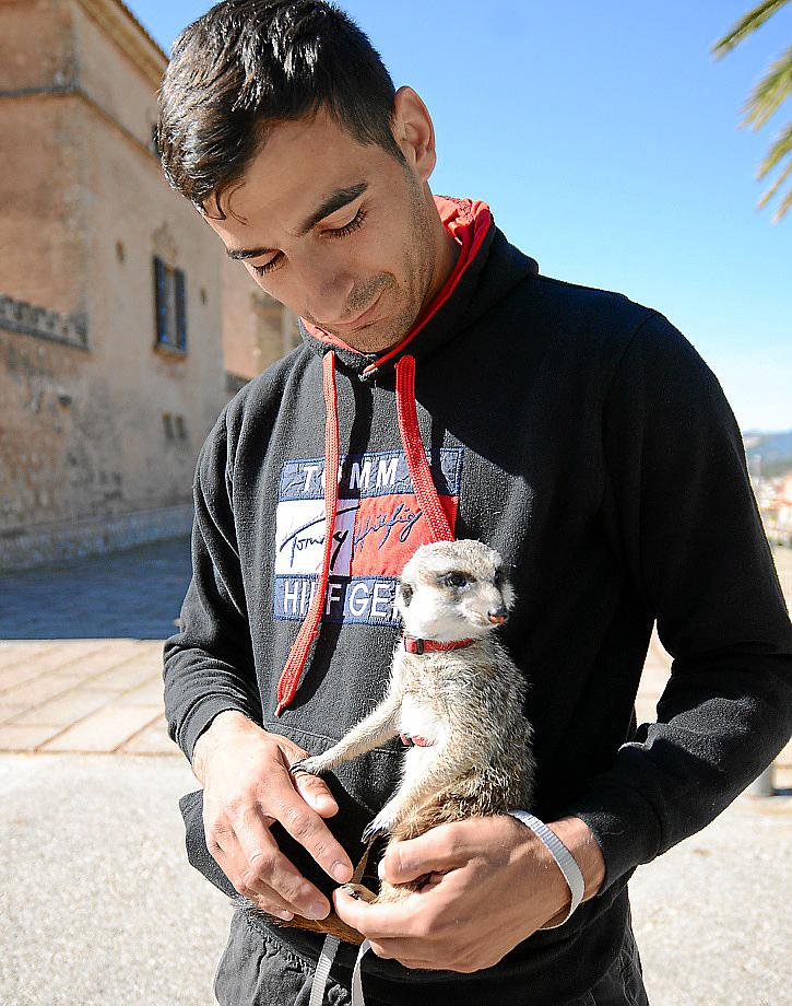 Animales en Mallorca | Un suricato en casa