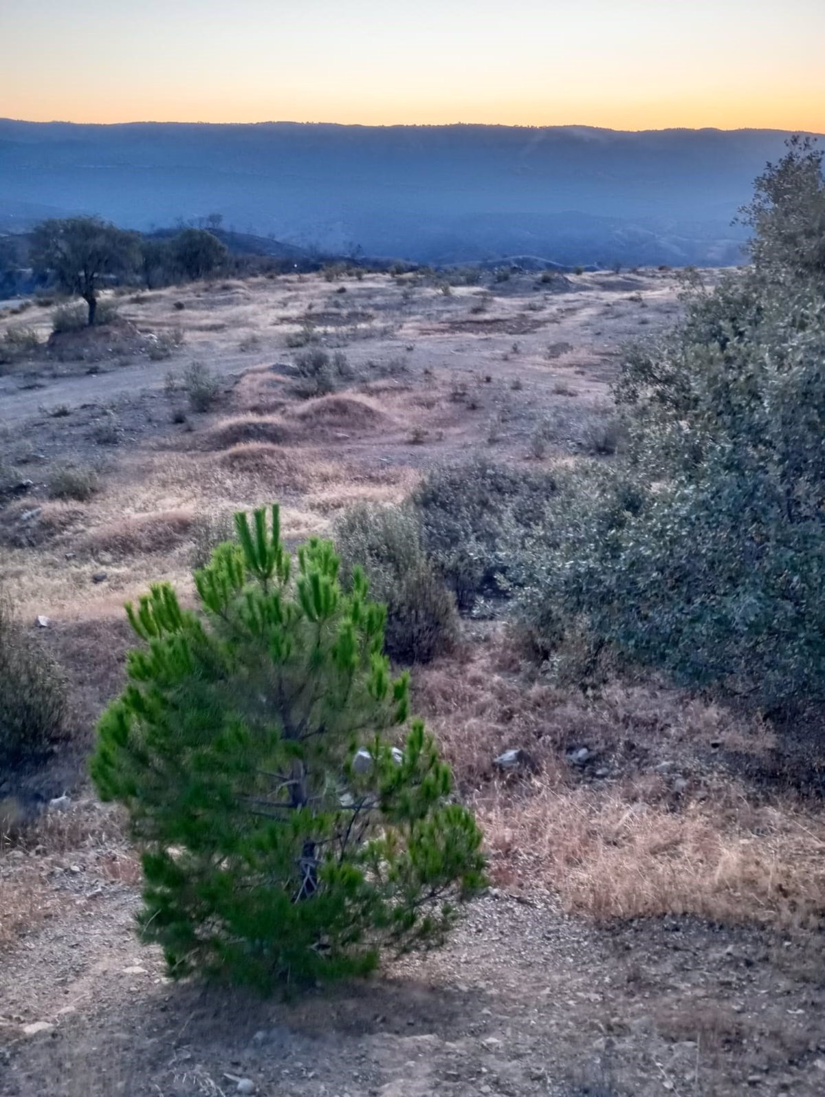El Infoca da por extinguido el incendio forestal de Obejo (Córdoba ...