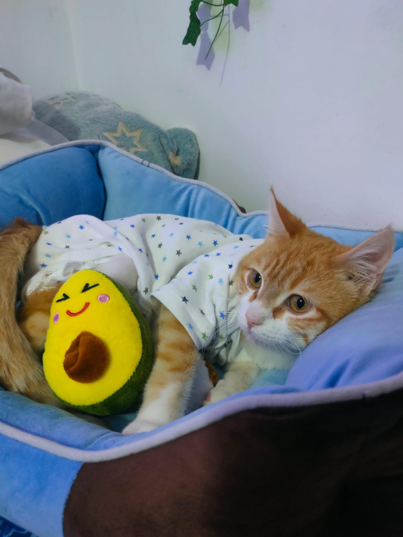 Adopción de animales | La nueva vida de Mise, el gatito parapléjico ...