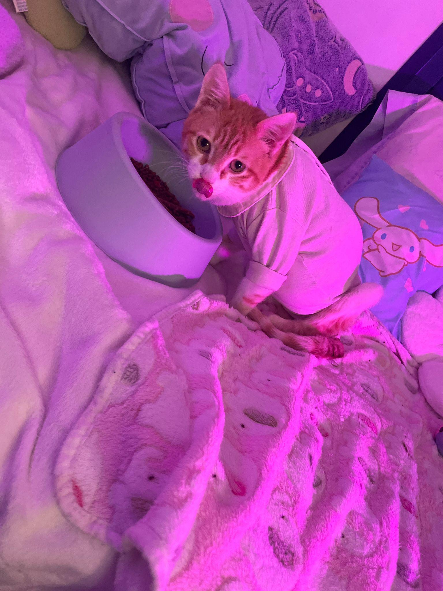 Adopción de animales | La nueva vida de Mise, el gatito parapléjico ...