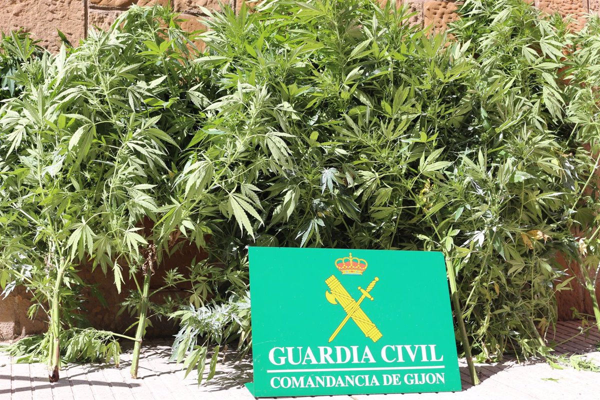 La Guardia Civil desmantela una plantación de marihuana en una vivienda de Miraflores y detiene ...