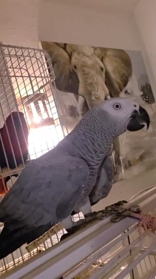 Piden ayuda para encontrar a Perla, un loro perdido en Montuiri ...