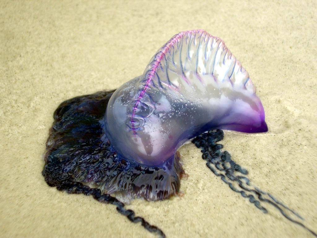 Carabela portuguesa, la medusa que no lo es