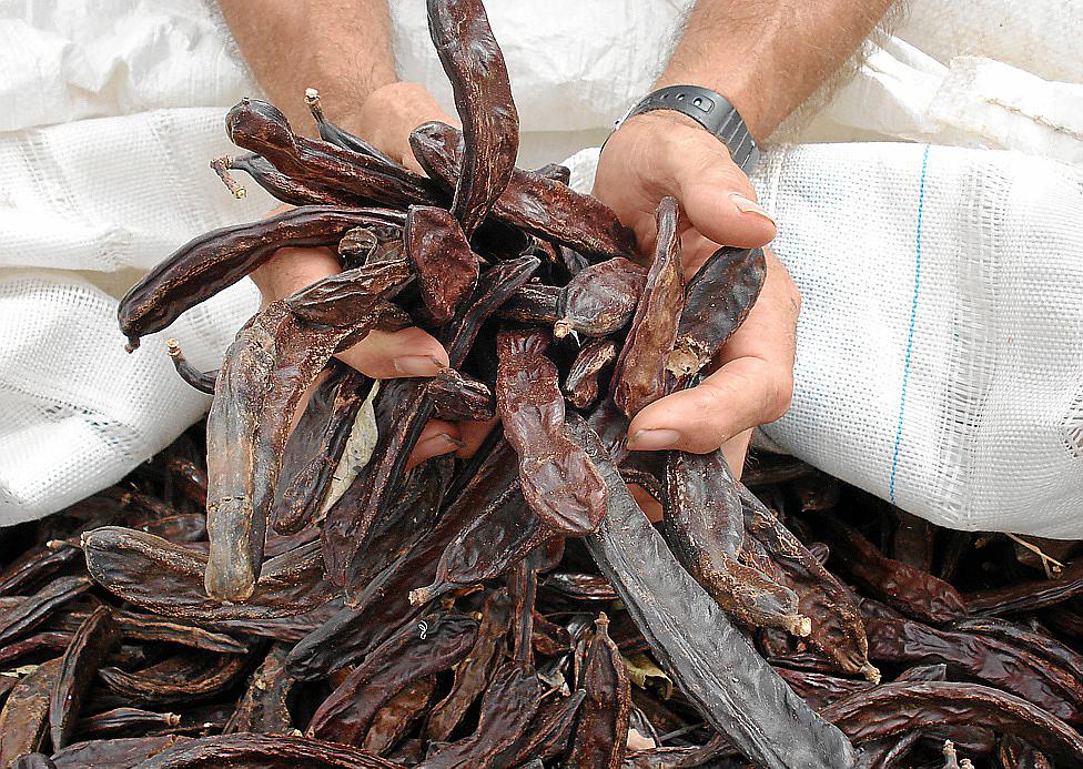 El precio de la algarroba sigue al alza y ya alcanza los 60 céntimos ...