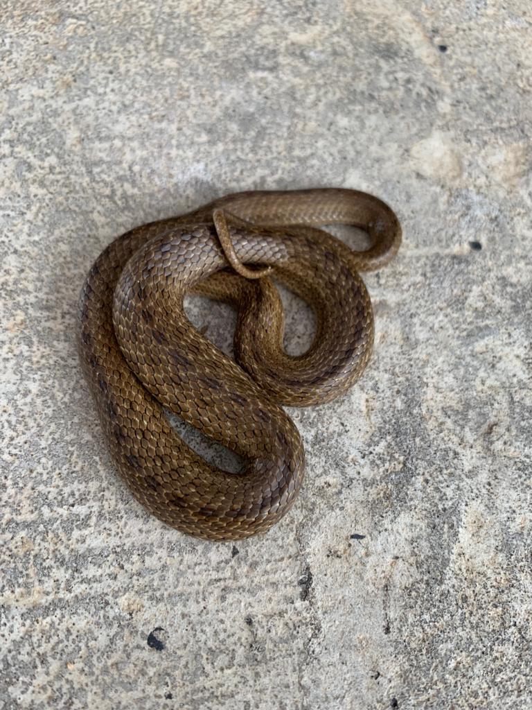 Hallada una 'serp de garriga' en Cala Blava