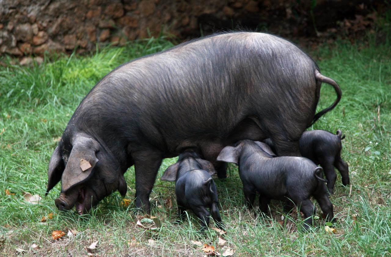 El 'porc negre', más saludable