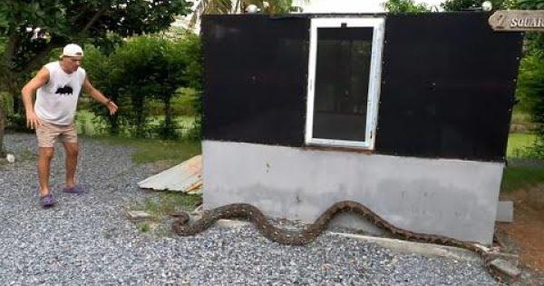 Frank Cuesta se enfrenta a una pitón reticular «de unos 5 metros»