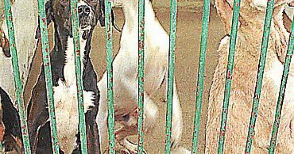 Perrera Son Reus: exvoluntaria exige a Cort que responda por la muerte ...