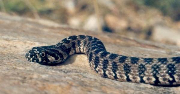 Serpientes en Mallorca: la culebra de herradura y su expansión