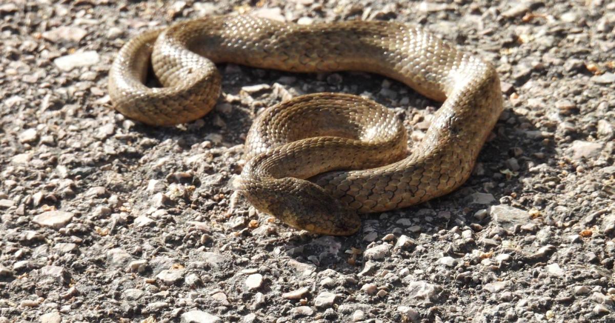 Culebra en Mallorca: susto en el Port d'Andratx