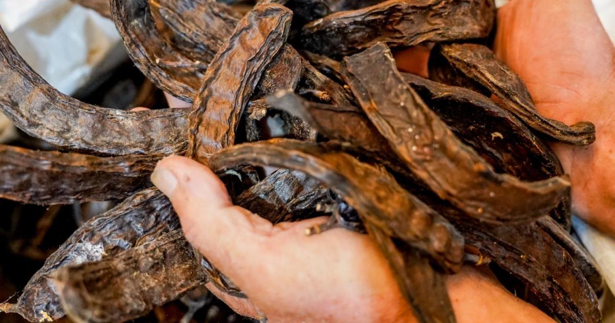 Gastronomía en Mallorca | La algarroba, un fruto con múltiples usos y ...