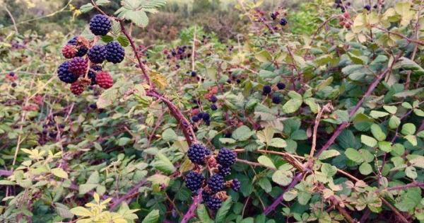 Frutos de Mallorca | Las moras de zarzal, un fruto del verano mallorquín