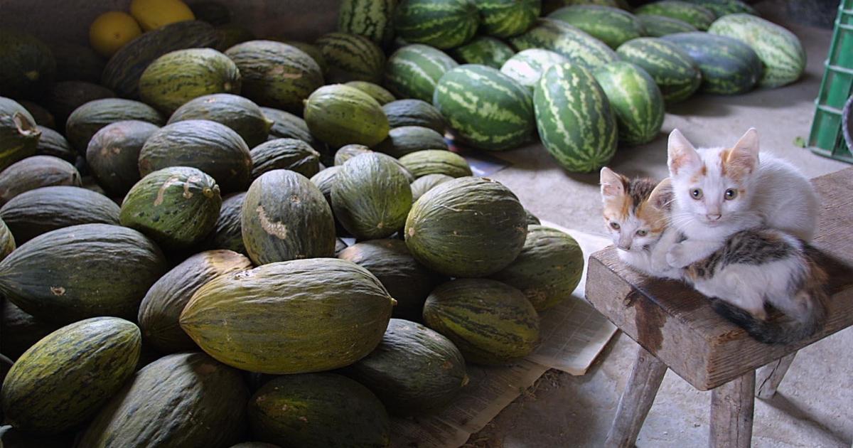 Recetas de cocina | El melón, un fruto versátil y refrescante
