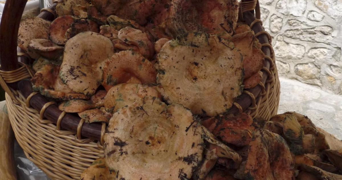 Gastronomía de Mallorca | Setas: la estrella agridulce