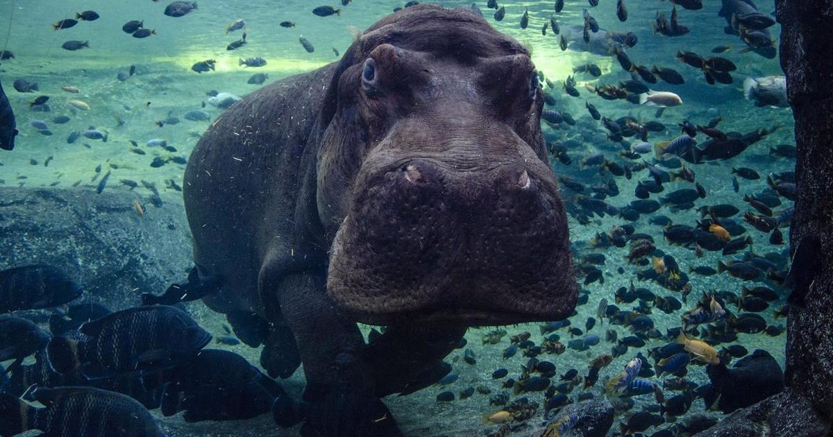 Muere Raff, el emblemático hipopótamo de València, a los 40 años