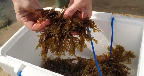 Mar balear |Buscan dar uso al alga invasora que amenaza el litoral mediterráneo