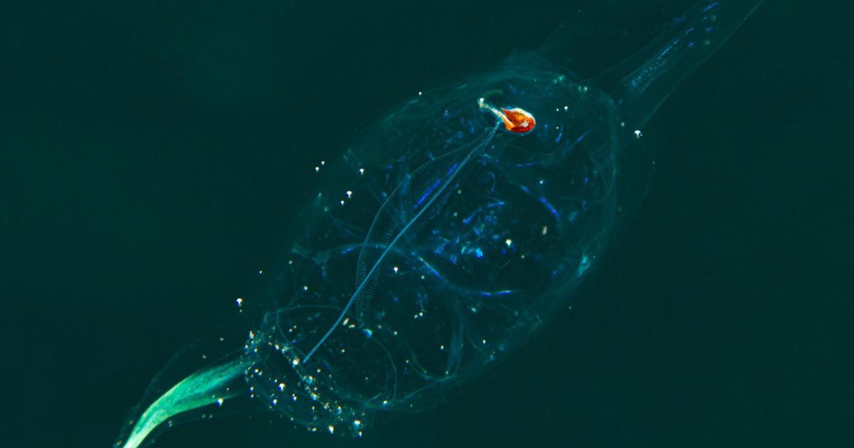 Salpas: la plaga marina inofensiva que invade las playas este verano