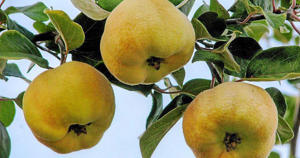 Chafar ben Utman, el membrillo y una compota de codoñate