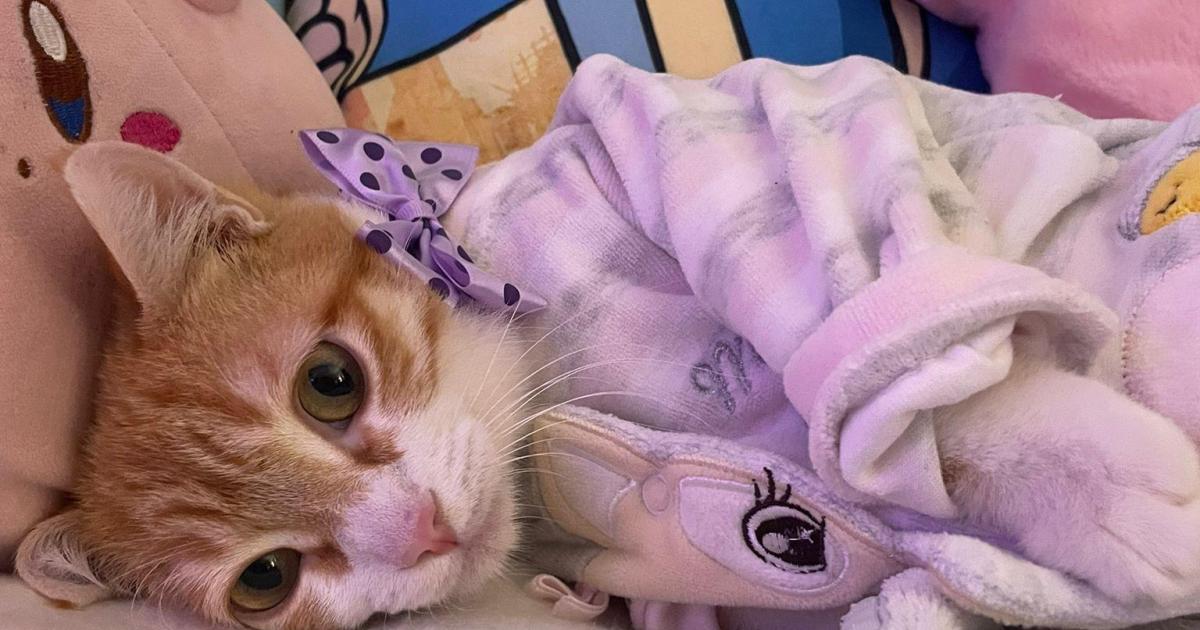 Adopción de animales | La nueva vida de Mise, el gatito parapléjico ...