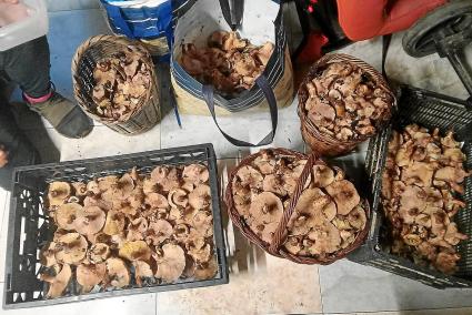 Temporada de setas atípica