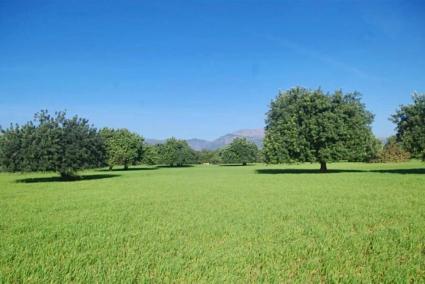 ¿Qué es el holobionte? ¿por qué es tan importante para la salud?