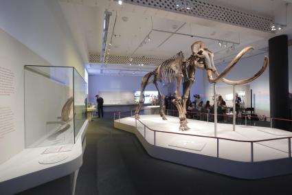 CaixaForum Palma exhibe un impresionante fósil real de un mamut lanudo