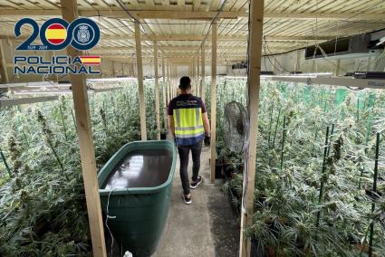Desmantelada en Alzira una plantación de más de 1.000 plantas de marihuana en una nave del casco ...