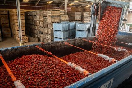 Buñol se prepara para su 78 Tomatina con la carga de los 120.000 kilos ...