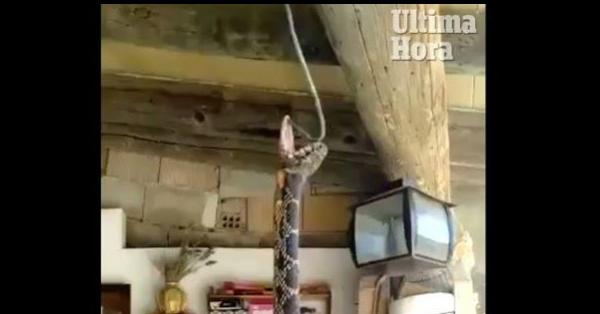 Culebra en Mallorca: capturada una de grandes dimensiones en Artà