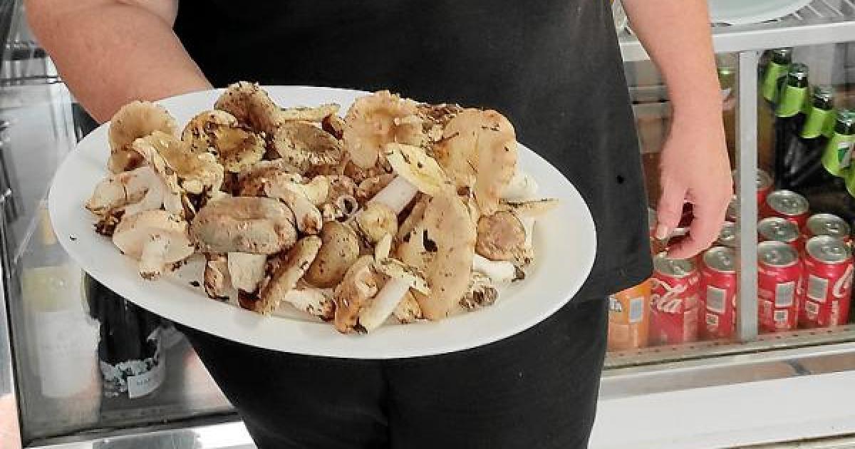 Agricultura en Mallorca | Arranca la temporada de setas