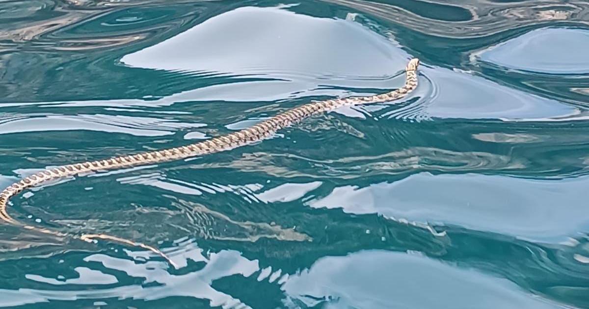 Serpientes en Mallorca | Susto en aguas del Port de Sóller: una culebra ...
