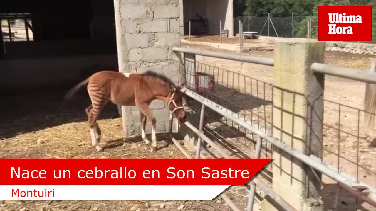 Taylor, un cebrallo en el paraíso