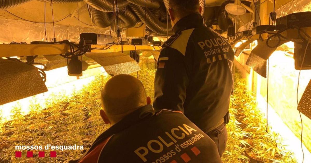 Cuatro detenidos y tres plantaciones de marihuana desmanteladas en La Bisbal y Sils (Girona)