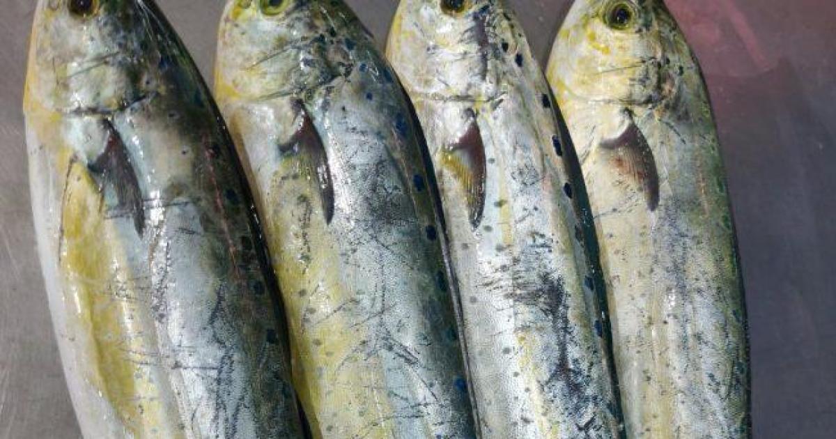 Arranca la temporada de la pesca de la llampuga en Baleares
