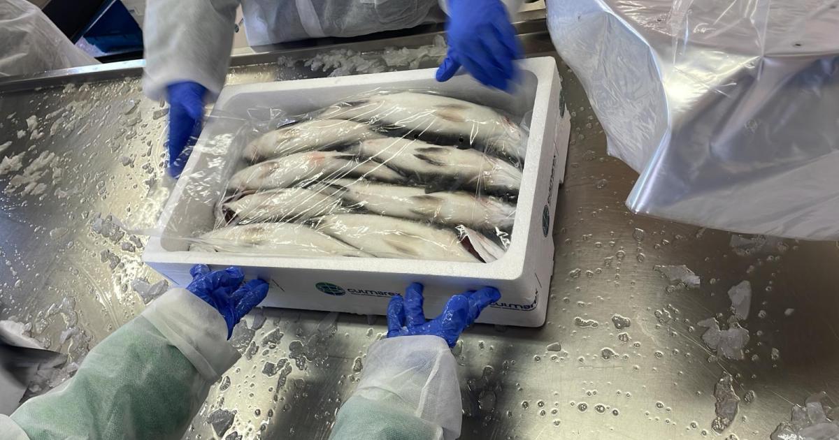 Pesca: Los pescadores de Baleares no suministrarán producto local