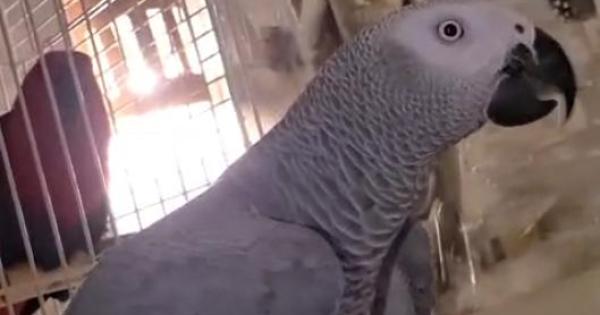 Piden ayuda para encontrar a Perla, un loro perdido en Montuiri ...